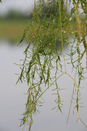 Southern Naiad is A Common Underwater Weed