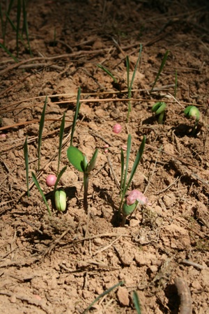 Productive Poult Protection | Mossy Oak