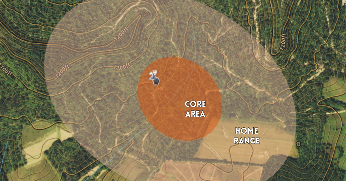 Fall and Summer Deer - Whitetail Shift | Mossy Oak