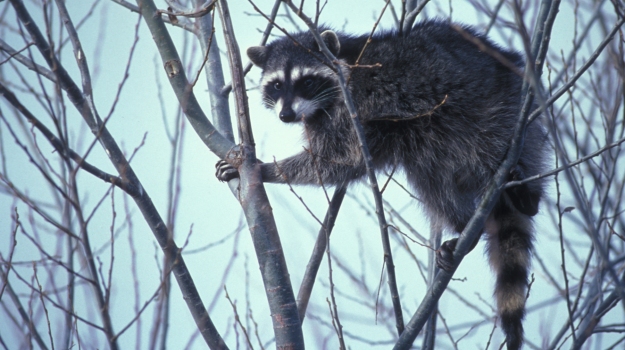 Coonhunters: A Dying Breed | Mossy Oak