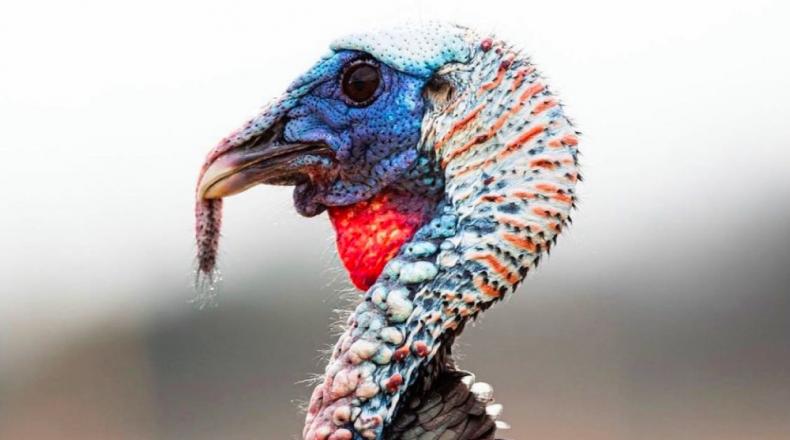 Wild Turkey Eyesight - Do Turkeys Have Good Eyes? | Mossy Oak